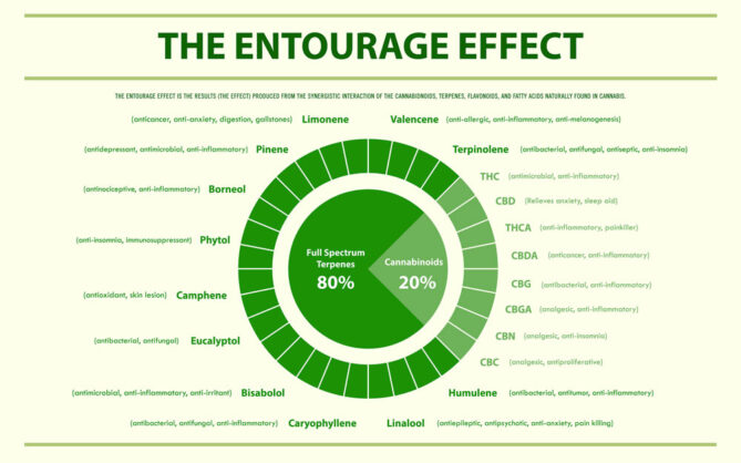 What is the Entourage Effect? - CBD Health Collection
